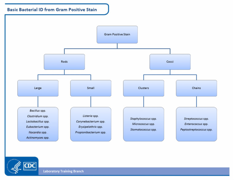 Basic Bacterial ID From Gram Positive Stain Flowchart | PDF
