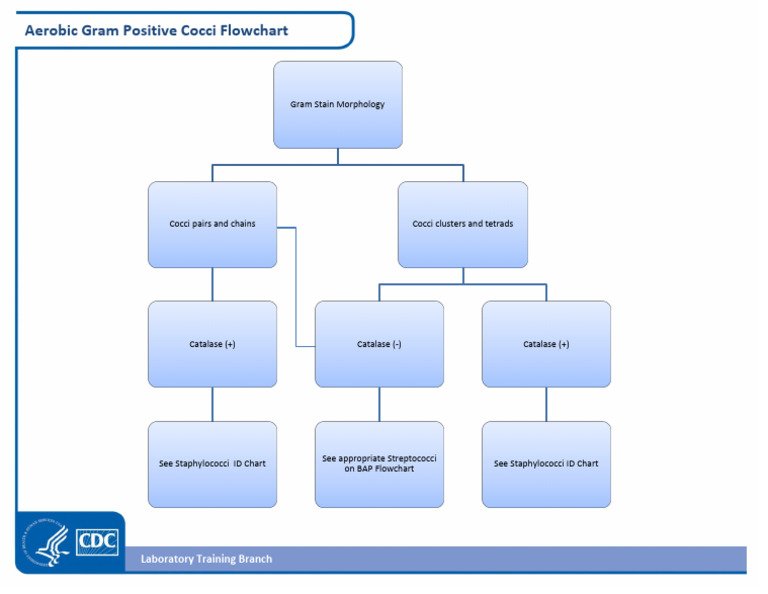 Aerobic Gram Positive Cocci Flowchart | PDF