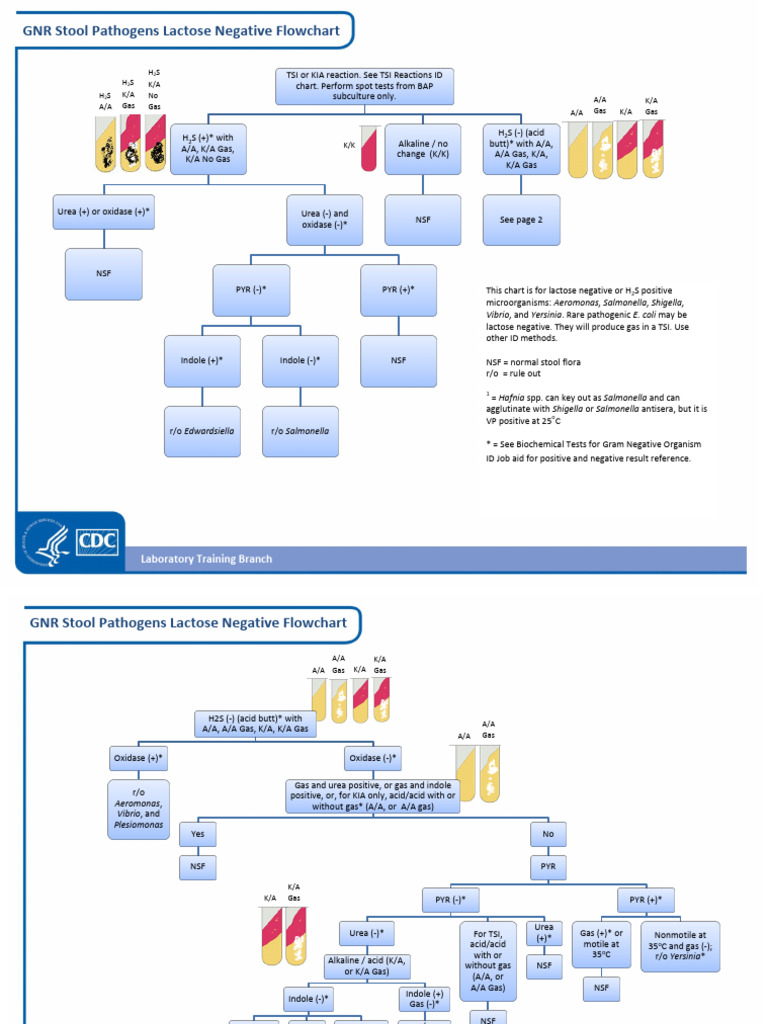 GNR Stool Pathogens Lactose Negative Flowchart | PDF | Medical ...