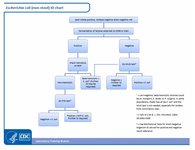 E Coli (Non-Stool) ID Chart | PDF | Medical Specialties | Microorganism