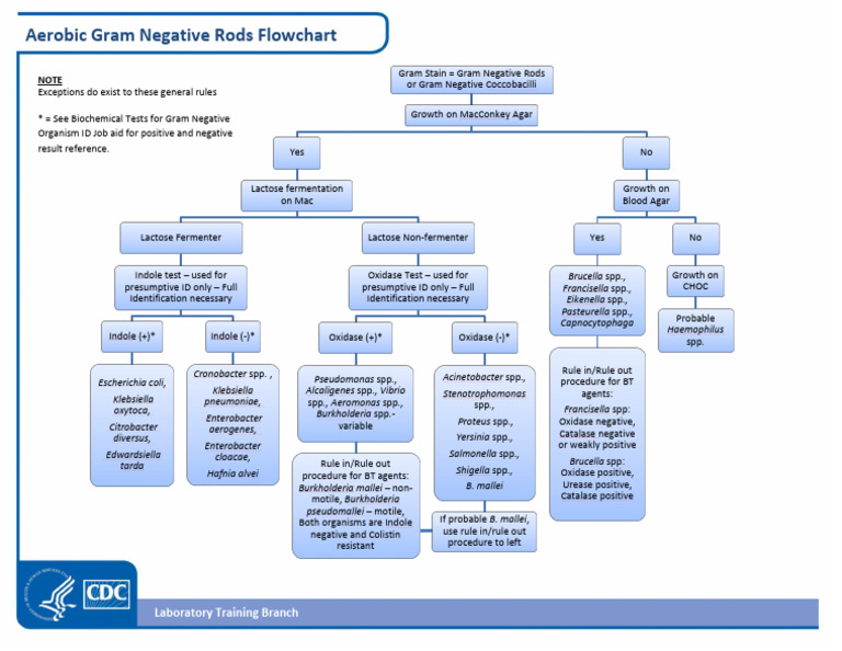 Aerobic Gram Negative Rods Flowchart | PDF | Gram Negative Bacteria ...