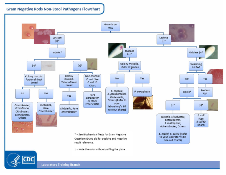 Gram Negative Rods Identification Flowchart | PDF | Gram Negative ...