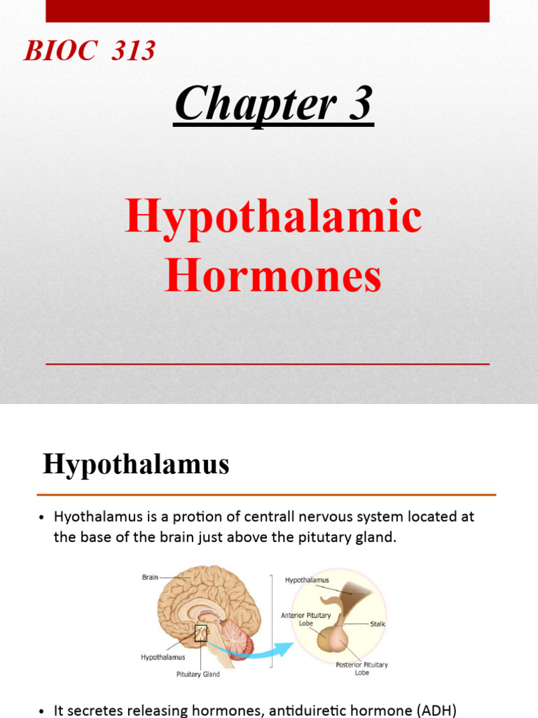 3 Hypothalamus | Download Free PDF | Hypothalamus | Pituitary Gland