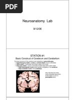 Lateral Sagittal Views of Sheep Brain | PDF | Cerebrum | Thalamus