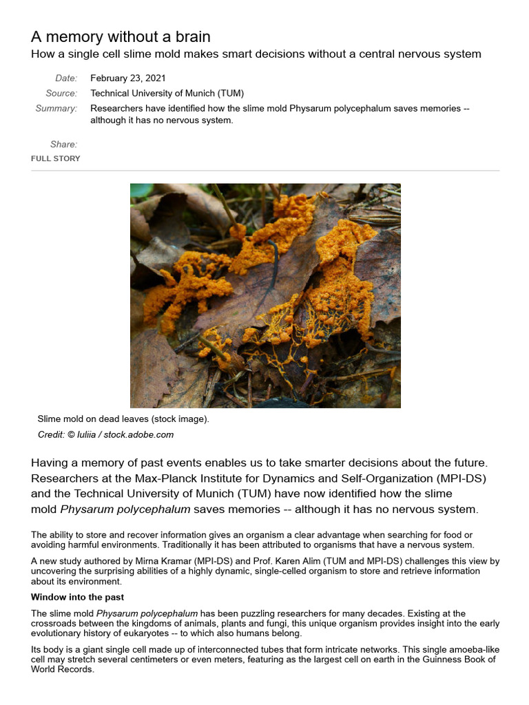 A Memory Without A Brain - How A Single Cell Slime Mold Makes Smart Decisions Without A Central ...