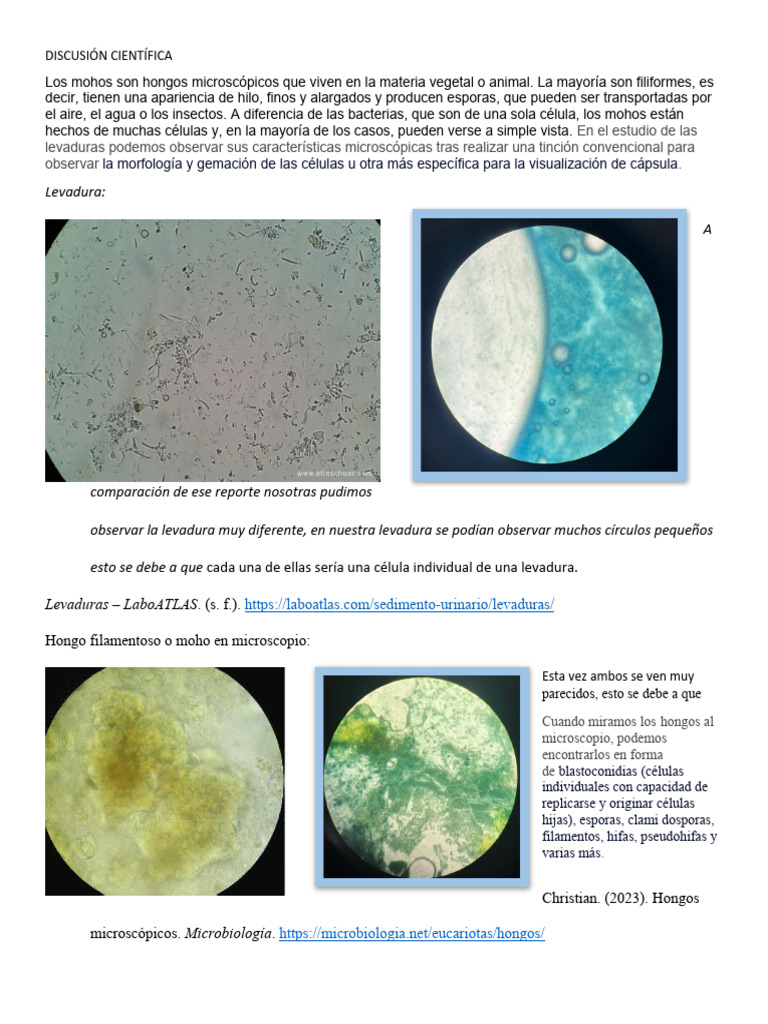 Discusión Científica | PDF | Hongo | Biología Celular)