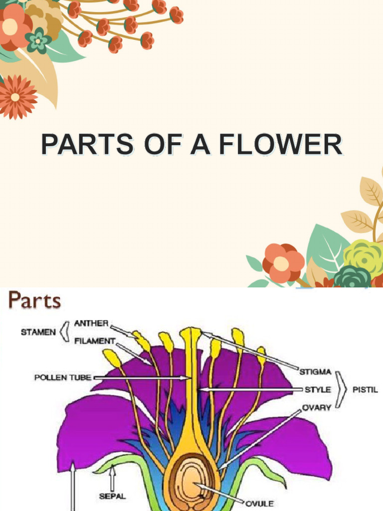 Parts of A Flower | PDF | Plant Stem | Plants