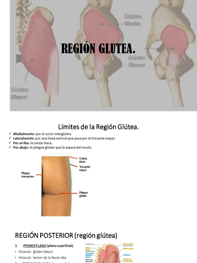 Region Glutea 2.0 | Descargar gratis PDF | Anatomía humana | Sistema ...
