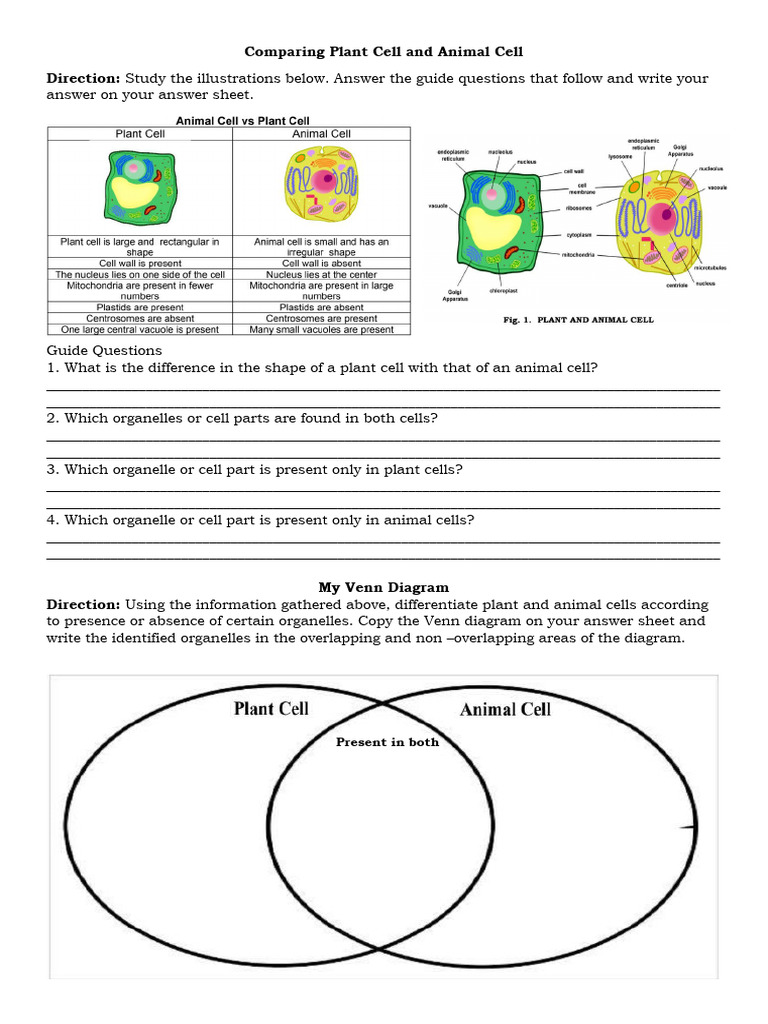 Comparing Plant Cell and Animal Cell | PDF | Tropical Cyclones | Oceans