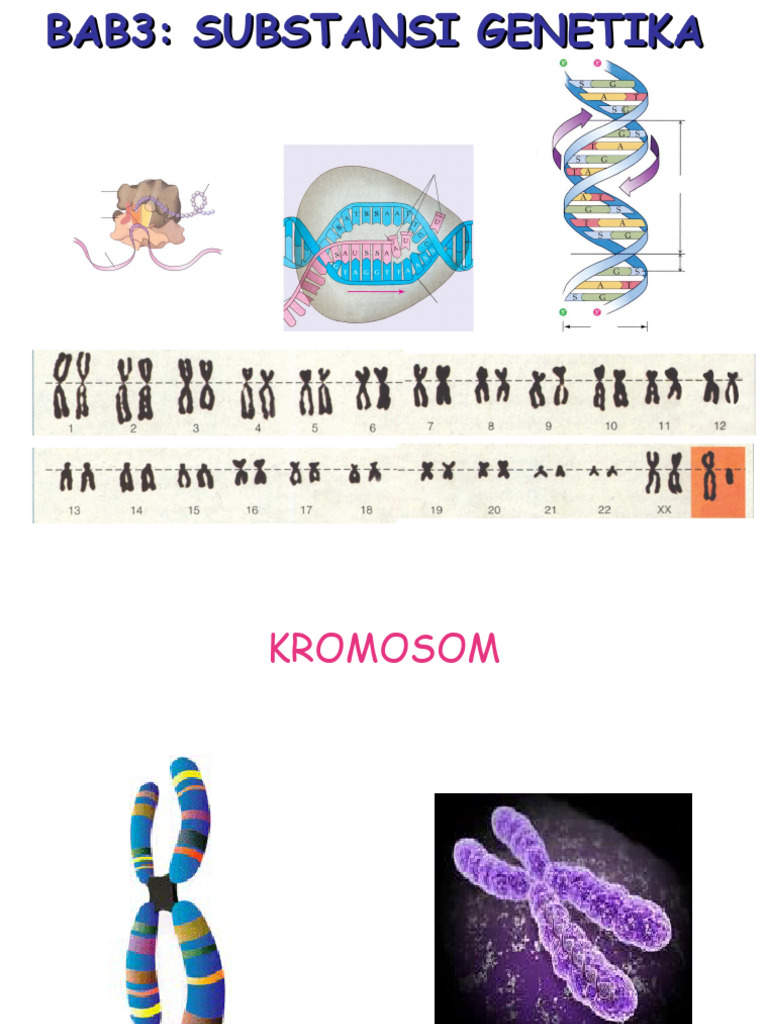 Bab 3 SUBSTANSI GENETIKA - PPT Perbaikan | PDF