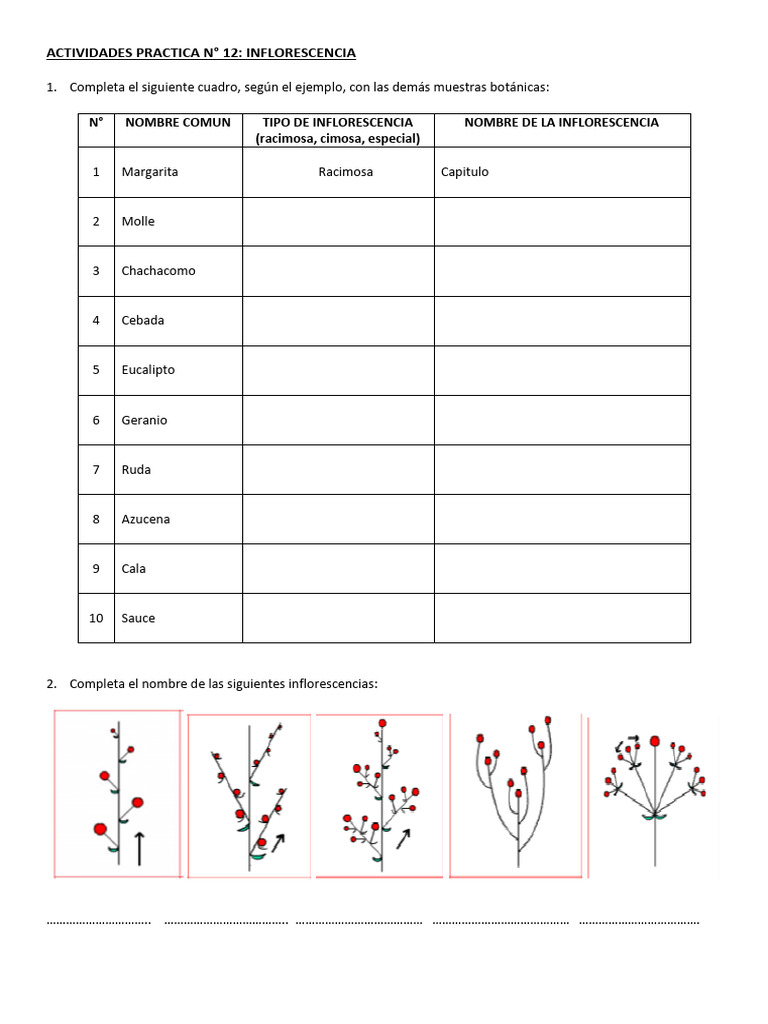 Actividades Practica #12 Inflorescencia | PDF