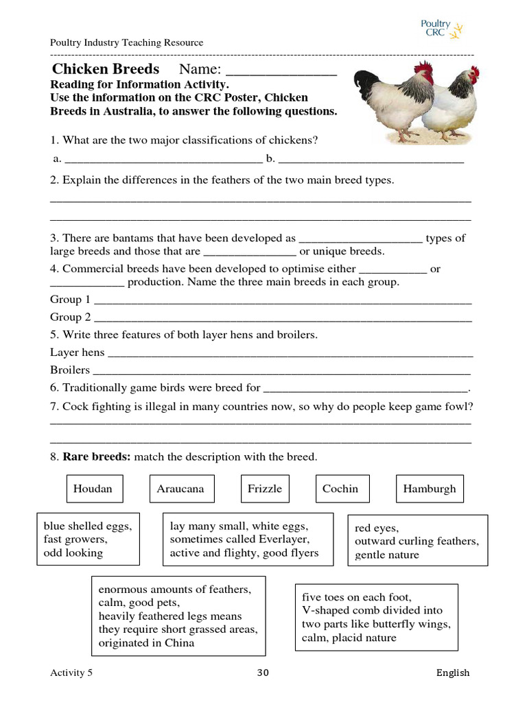 Activity 5 Welfare of Chickens | PDF | Chicken | Poultry Farming