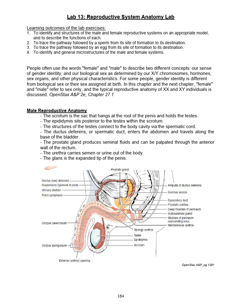 Ap2 Lab13 Reproductive System Anatomy Lab Fa23 Pdf Gonadotropin Uterus 