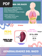 El Bazo | PDF | Bazo | Anatomía