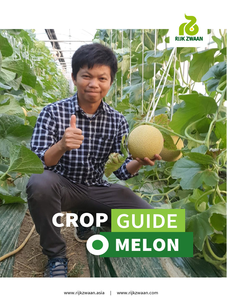 SEA Crop Guide Melon | PDF | Fruit | Sowing