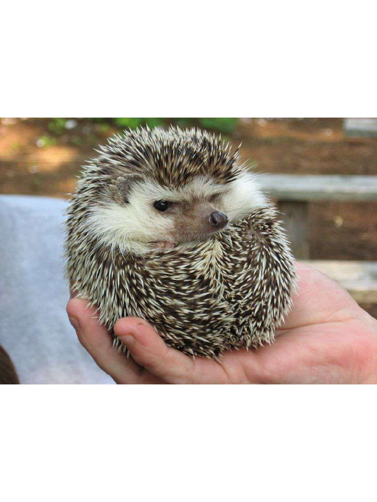 Mascotas Erizos | PDF