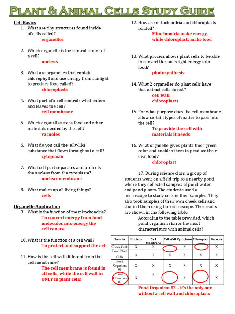 Unit 1 Vocabulary.2 Key | PDF | Cell (Biology) | Organelle