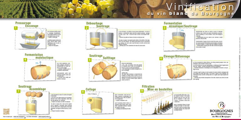 Étapes de Vinification du Vin Blanc | PDF | Vinification | Fermentation ...