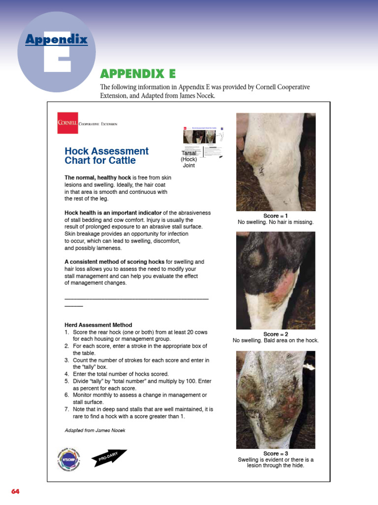 Hock Assessment Chart | PDF | Hair Loss | Hair