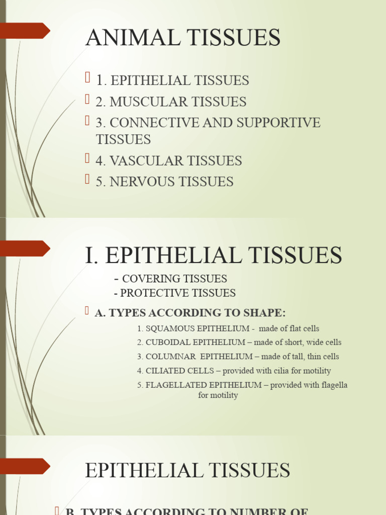 Tissues Animal 2 | PDF | Epithelium | Human Body