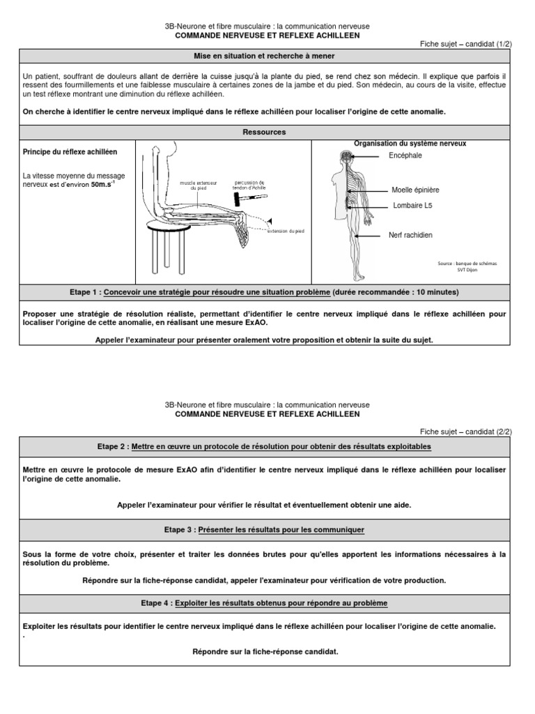 Réflexe achilléen et diagnostic nerveux | PDF | Système nerveux central ...
