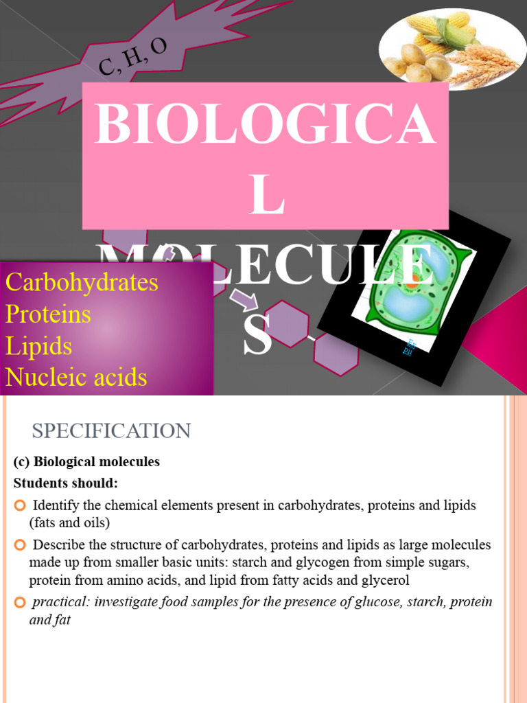 Biological Molecules 1 | PDF | Carbohydrates | Glucose