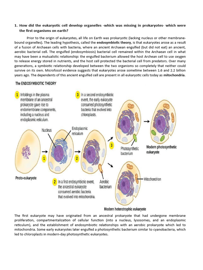 Answer For Hots Question | PDF | Wellness
