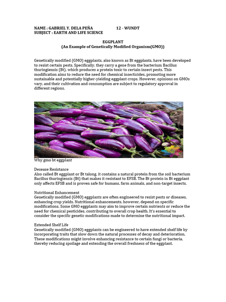Eggplant | PDF | Genetically Modified Organism | Genetic Engineering