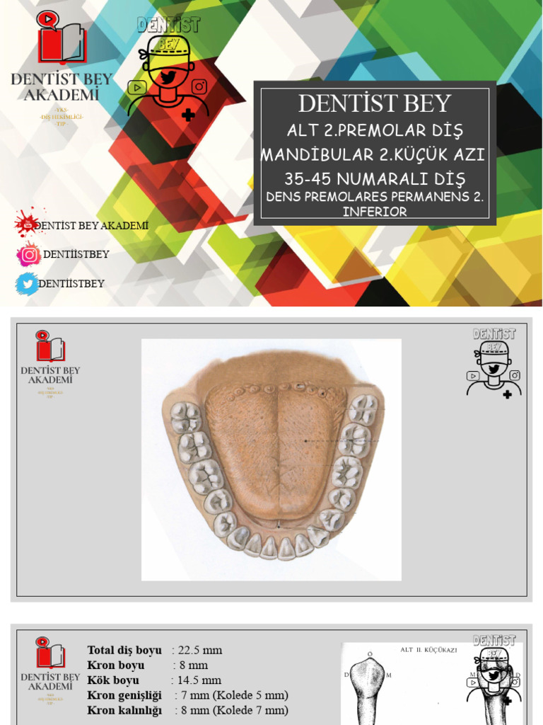Alt 2.premolar + | PDF