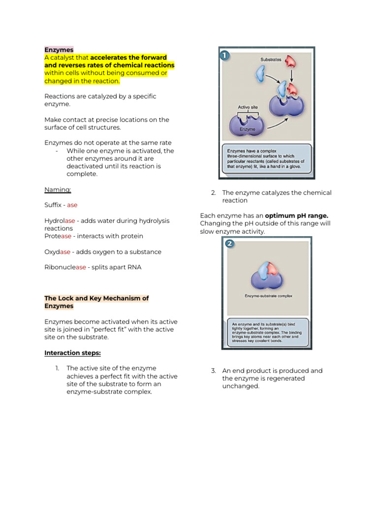 BIOENERGETICS Notes 4 | PDF | Enzyme | Chemical Reactions