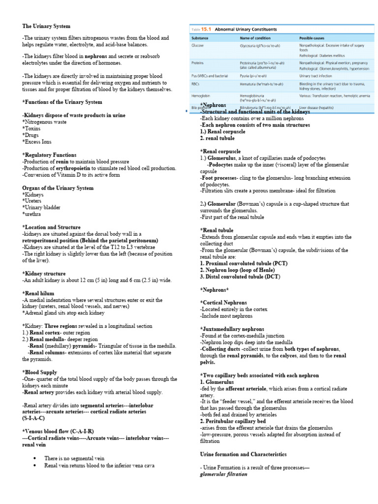 The Urinary System | Download Free PDF | Kidney | Urinary System