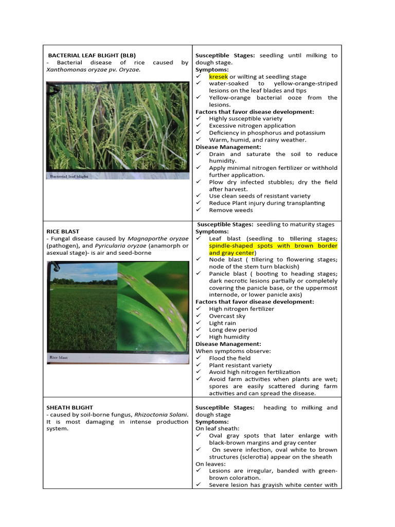 BACTERIAL LEAF BLIGHT | PDF | Botany | Organisms