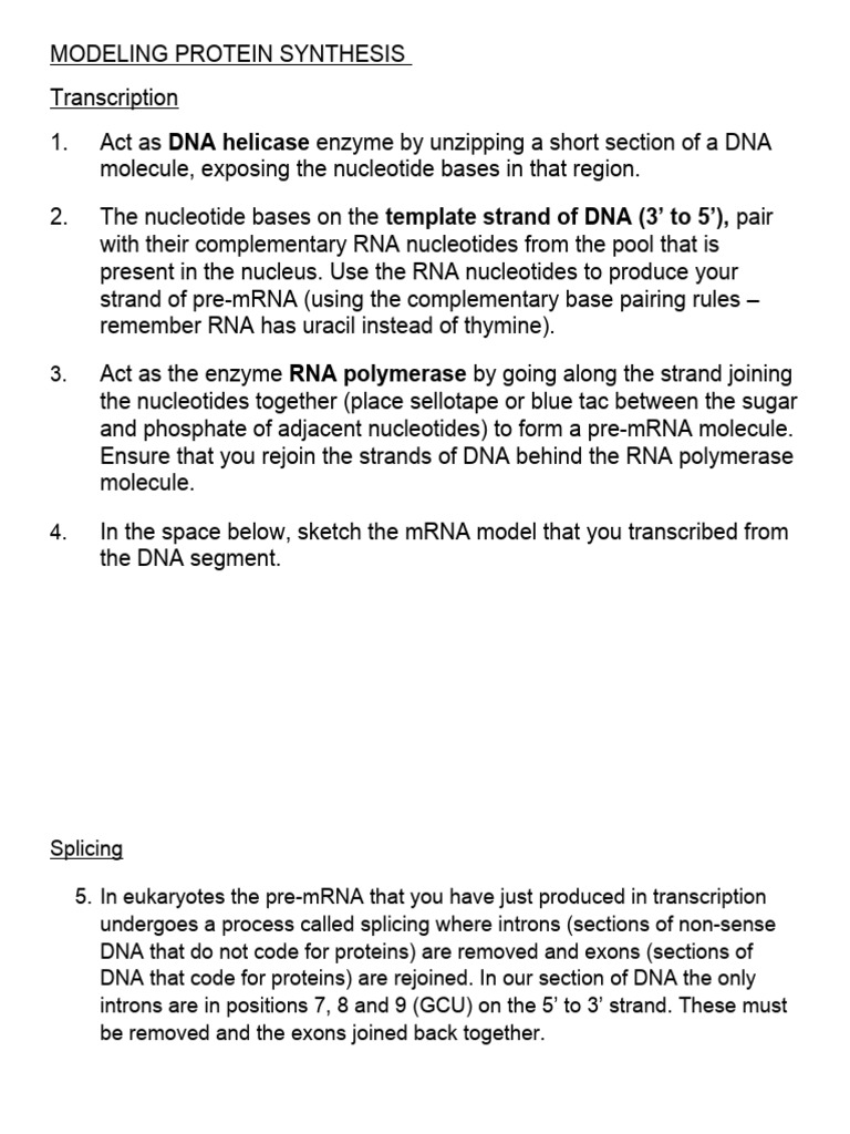 New Version Pupil Sheet Modelling Protein Synthesis | PDF