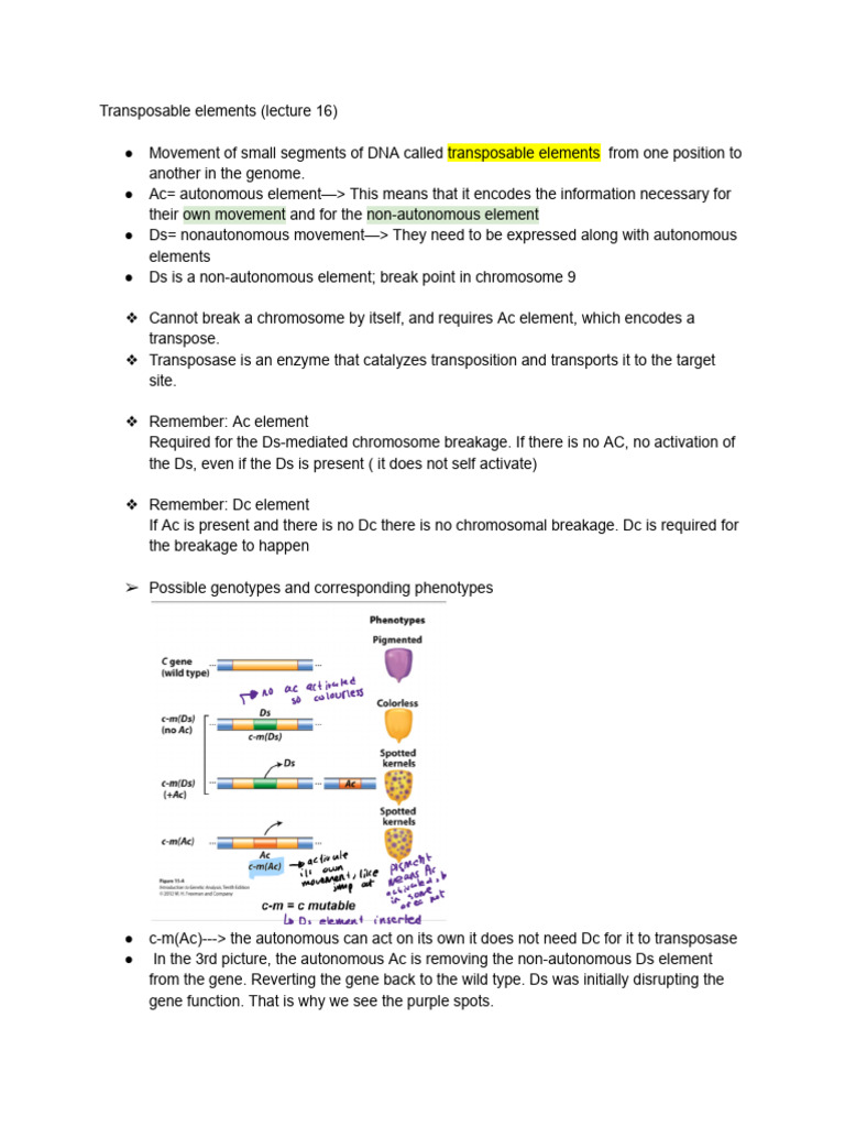 Hmb265 Notes | PDF | Transposable Element | Mutation
