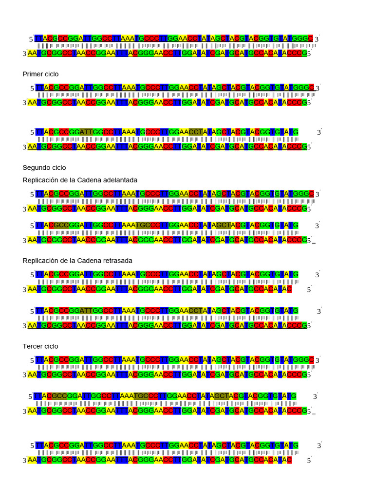 Ejercicio de replicacion del ADN | PDF