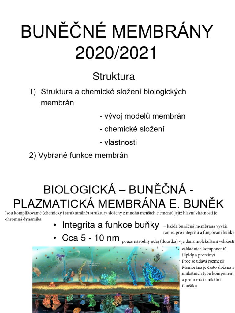 Buněčné Membrány HOTOVO | PDF