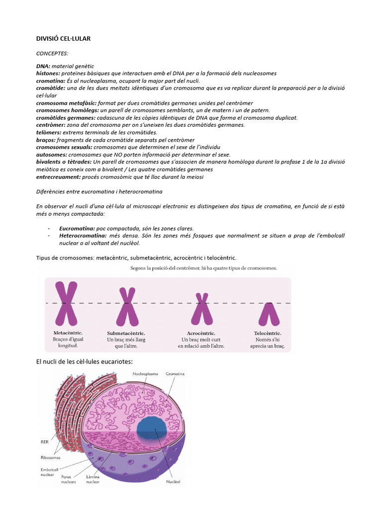 Còpia de Divisió cel·lular 2024 | PDF