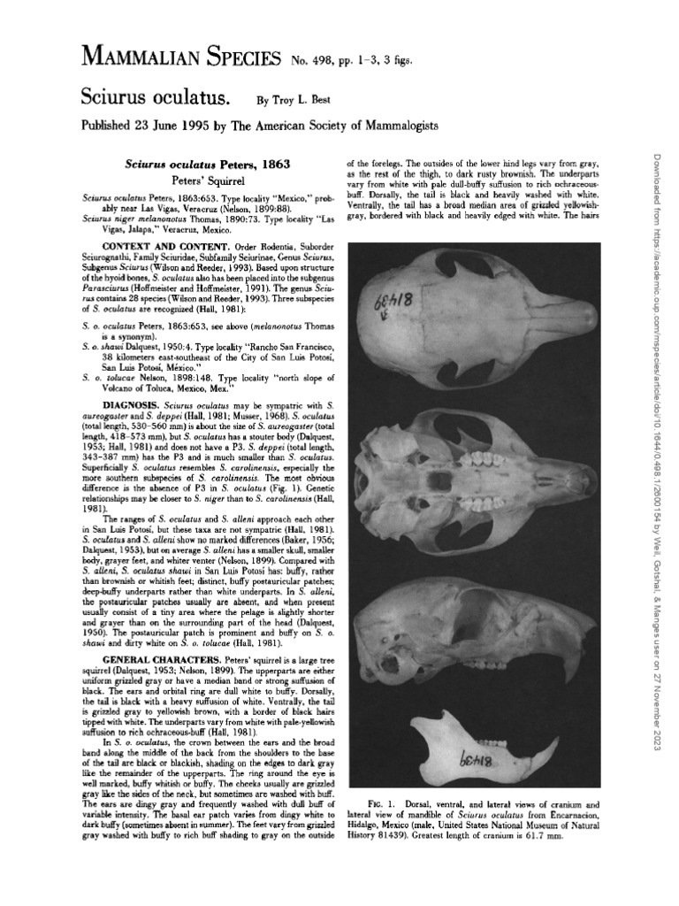 Sciurus oculatus Overview | PDF | Anatomical Terms Of Location | Skull