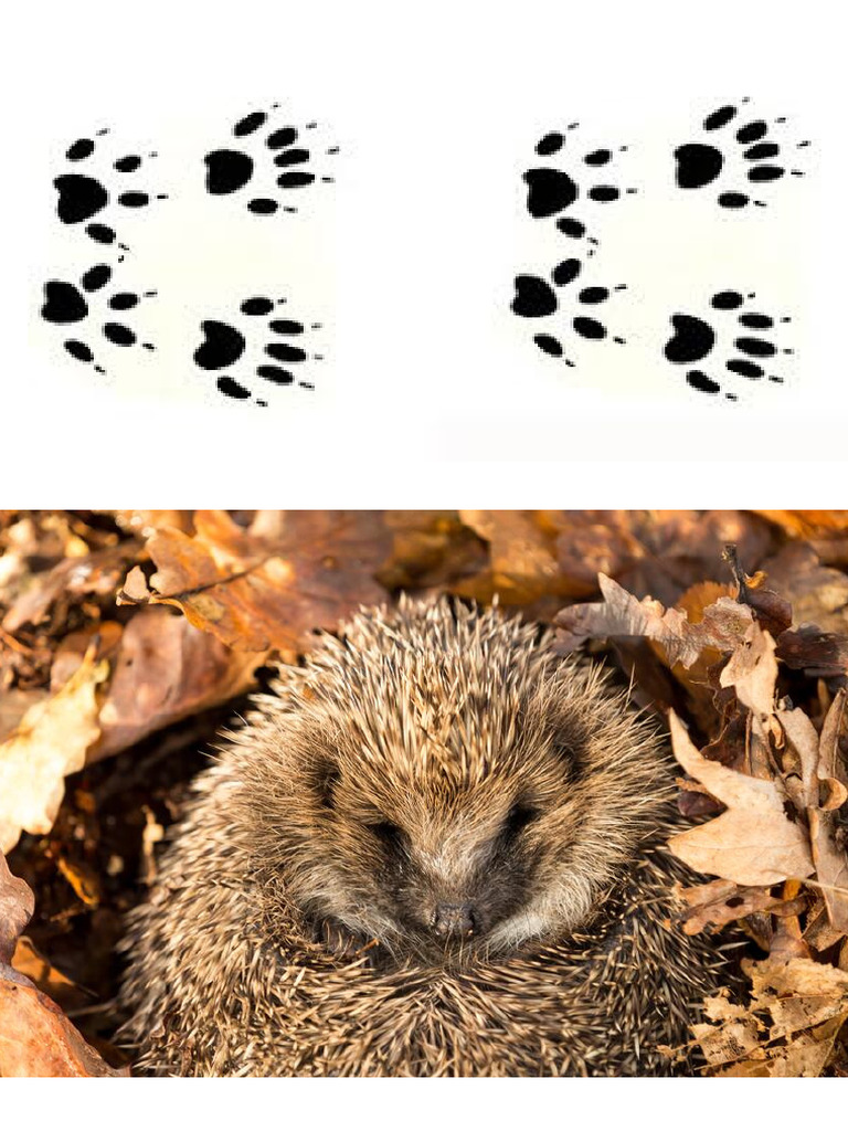 Animales que hibernan | PDF