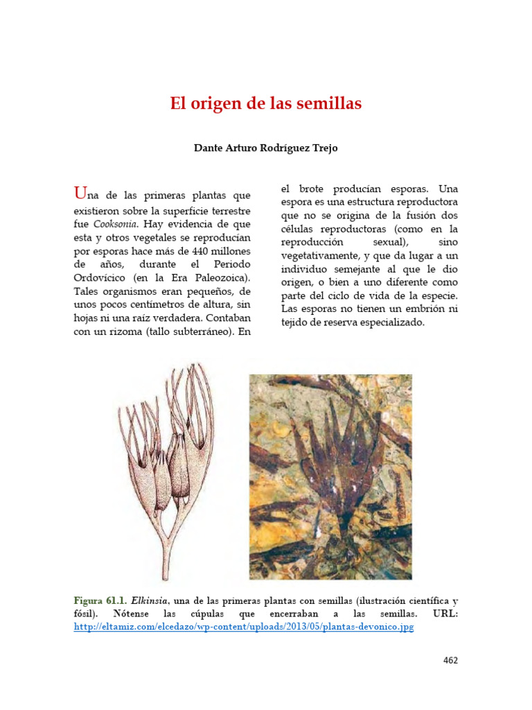 Origen y evolución de las semillas | PDF | Plantas | Semilla