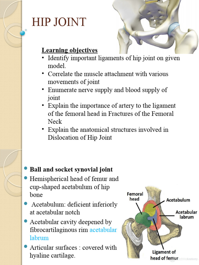 Hip Joint | PDF | Hip | Skeletal System