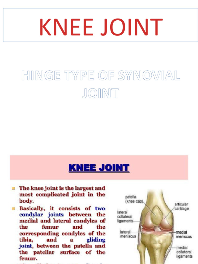 Knee Joint | PDF | Social Science | Science & Mathematics