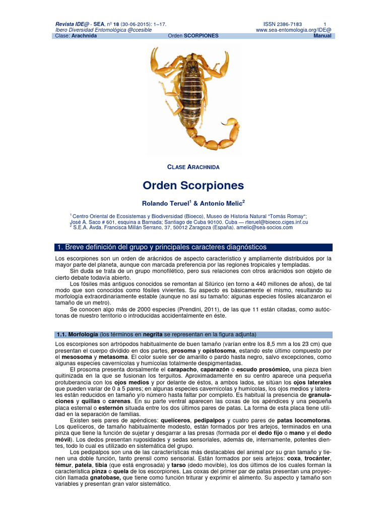 Anatomía del Escorpión: Guía Completa | PDF