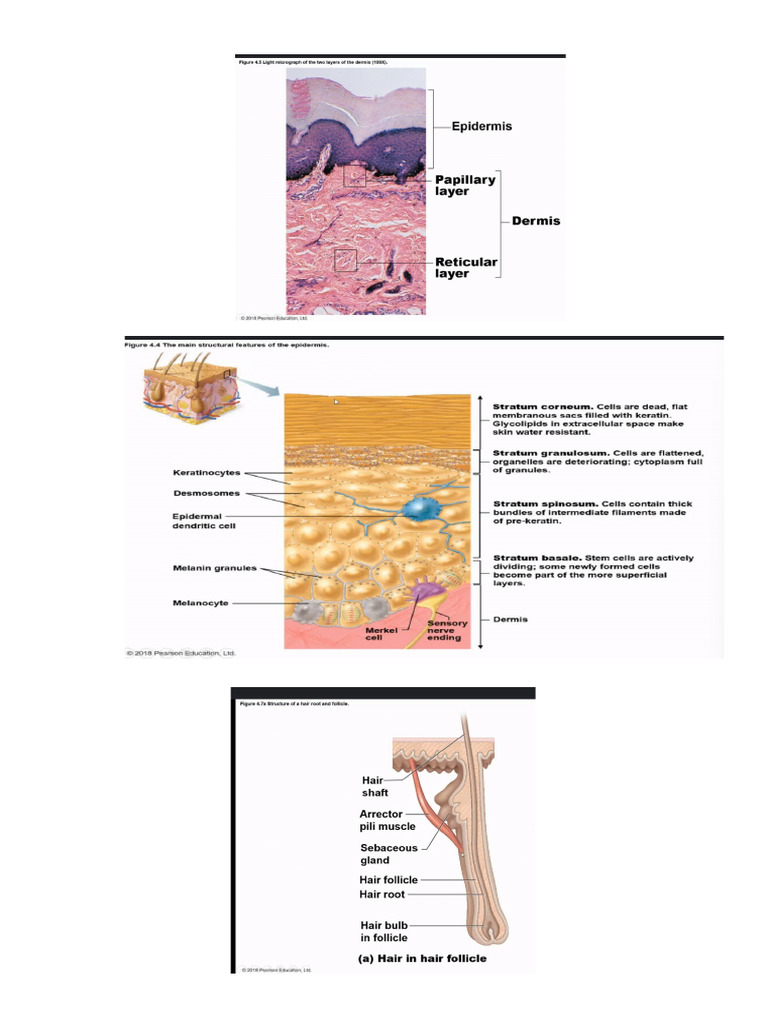 Anaphy Ch. 3-4 | PDF