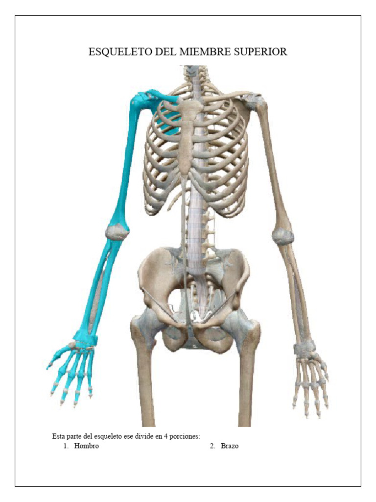 Esqueleto Del Miembre Superior | PDF | Mano | Sistema musculoesquelético