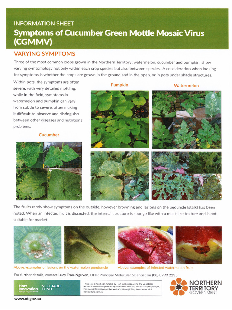 CGMMV Symptoms Fact Sheet | PDF | Cucumber | Watermelon