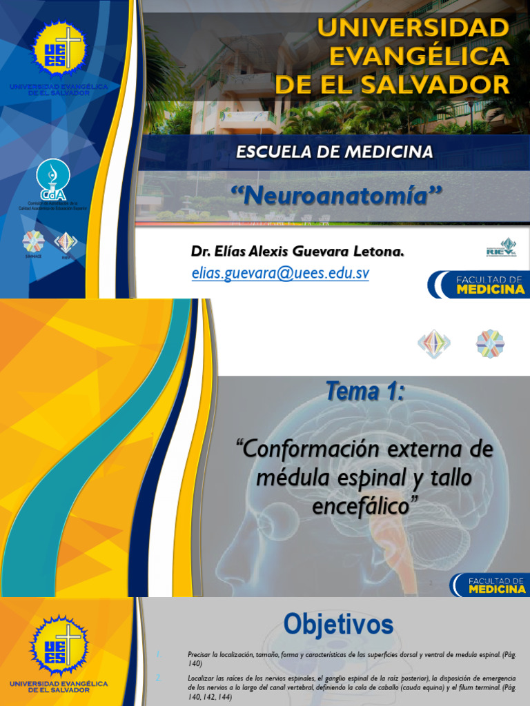 Tema 1 Conformación Externa De Médula Espinal Y Tallo Encefálico Pdf