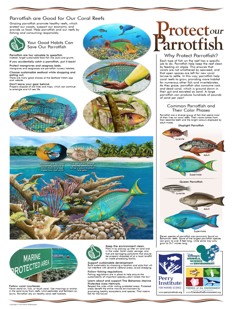 parrotfish-poster | PDF | Coral Reef | Natural Environment