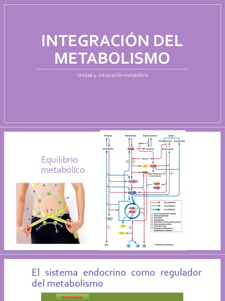 Integración Del Metabolismo | Descargar gratis PDF | Metabolismo | Hormona