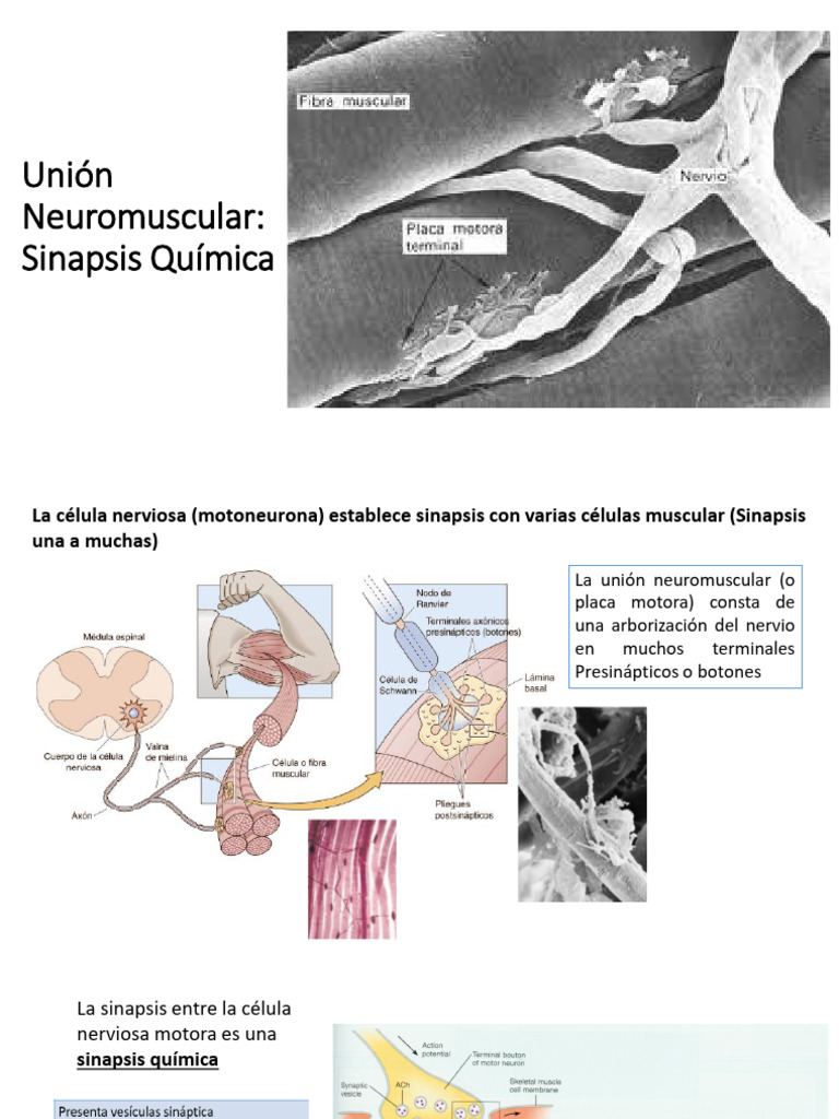 Transmisión Sináptica y Union Neuromuscular | PDF | Sinapsis | Unión ...